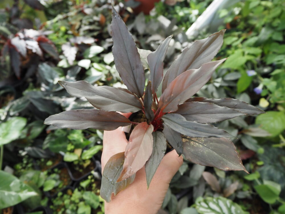How to grow Homalomena | KZT PLANTS