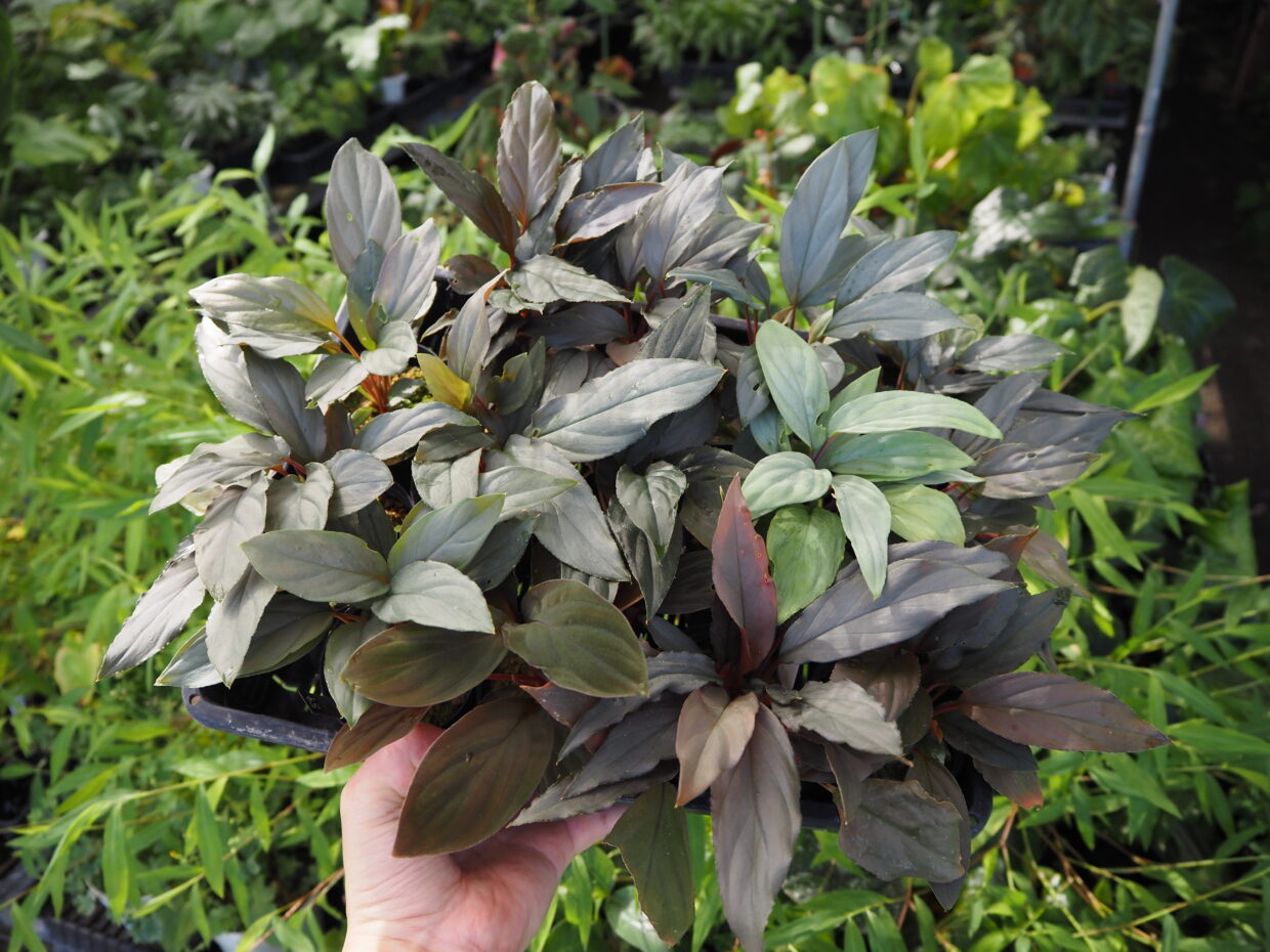 How to grow Homalomena | KZT PLANTS