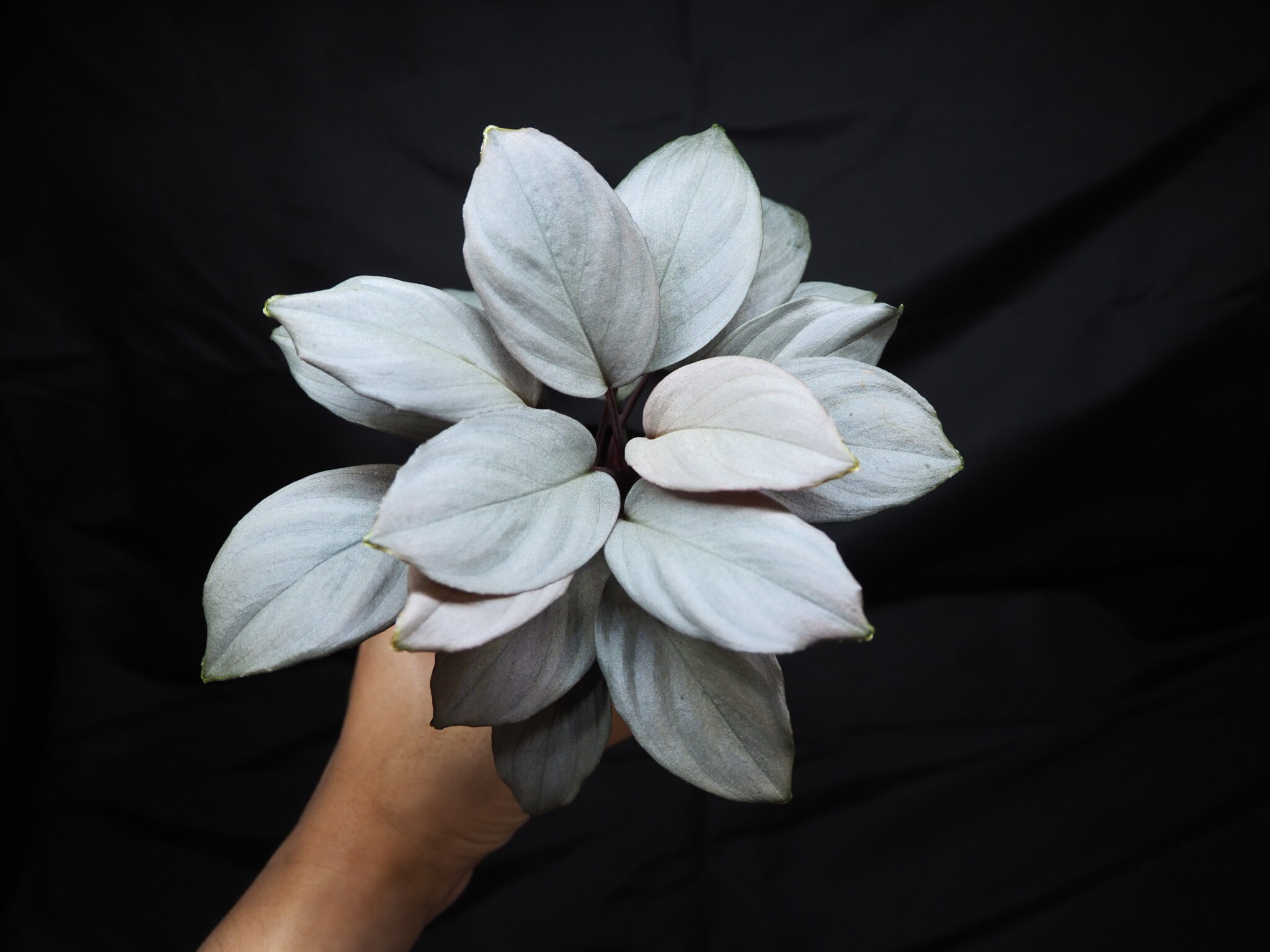Homalomena sp. platinum Velvet (metallic) | KZT PLANTS
