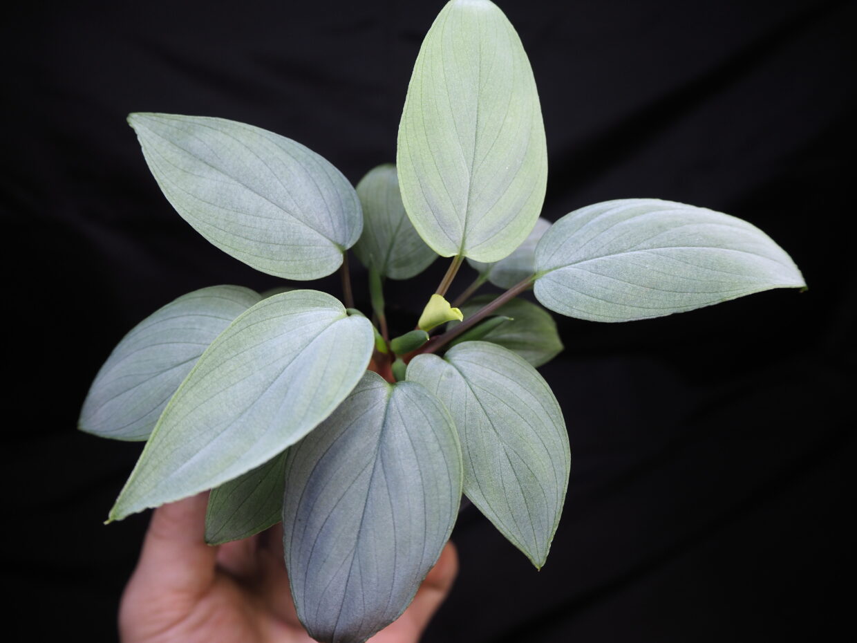 Homalomena sp. Silver Jade | KZT PLANTS