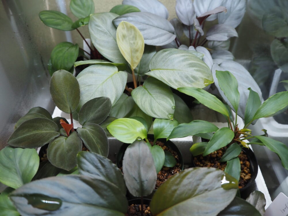 How to grow Homalomena | KZT PLANTS