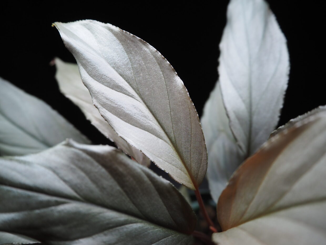 Homalomena Hybrid rec54 | KZT PLANTS