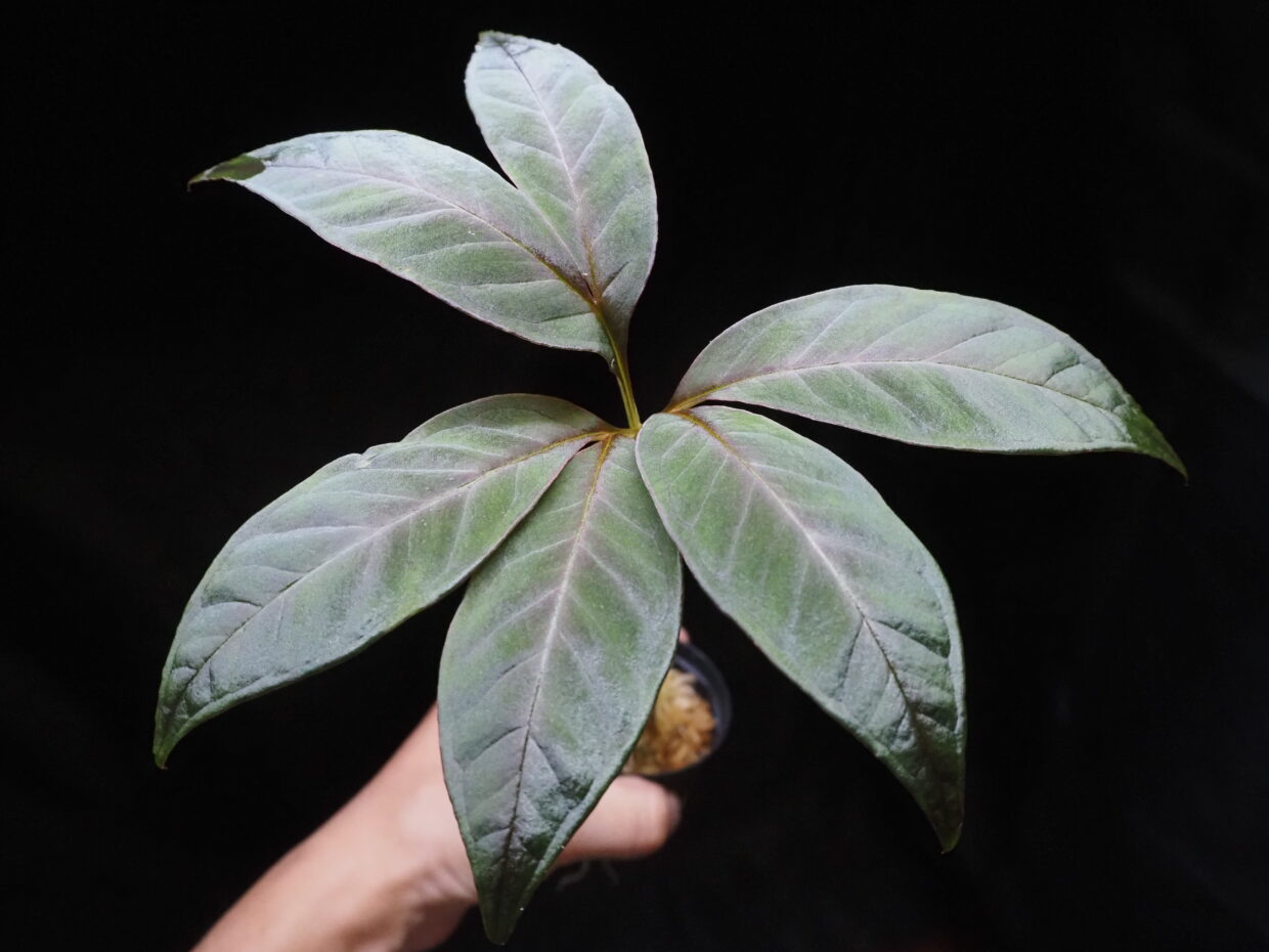 Amorphophallus pendulus | KZT PLANTS