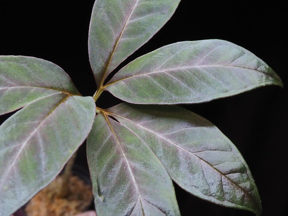 Amorphophallus pendulus | KZT PLANTS