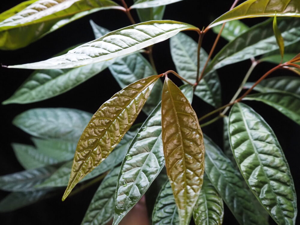 Unknown tree from Malay Peninsula | KZT PLANTS