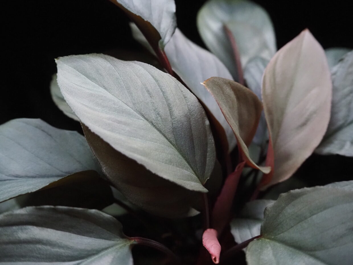 HOMALOMENA HYBRID REC54 | KZT PLANTS