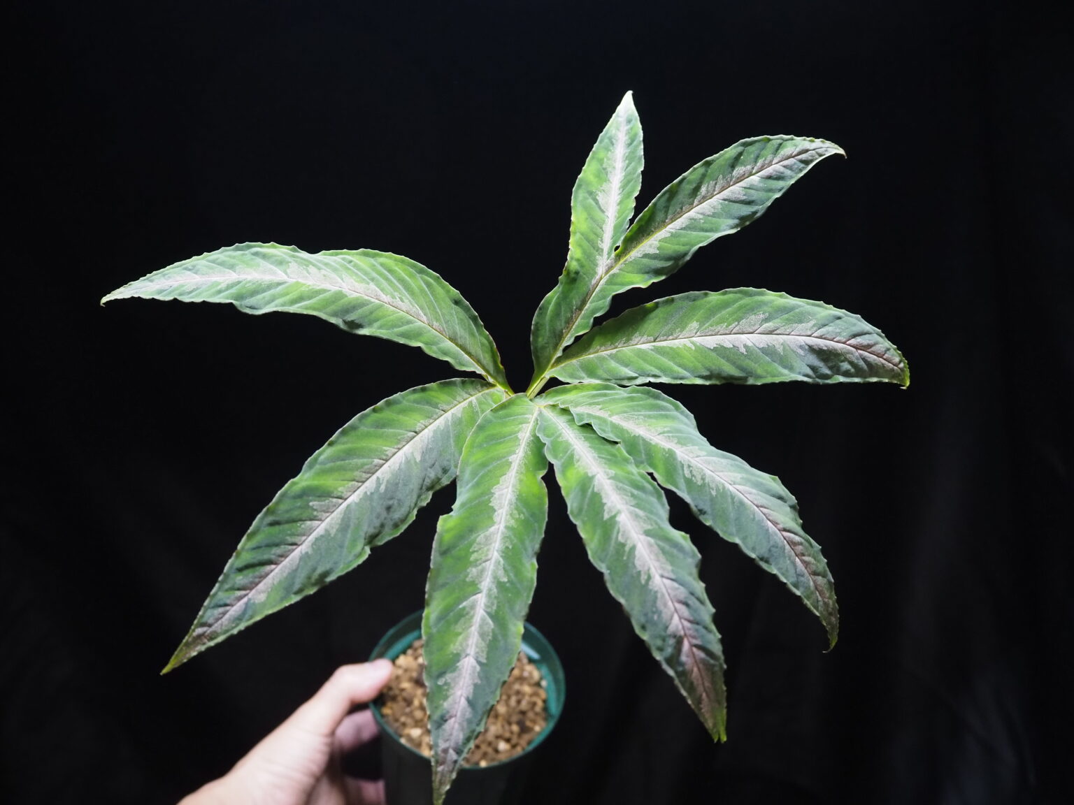 Amorphophallus pendulus | KZT PLANTS